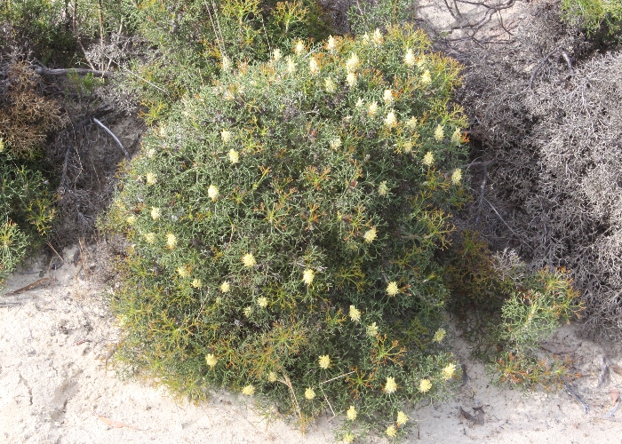 South Australian Plants - Proteaceae